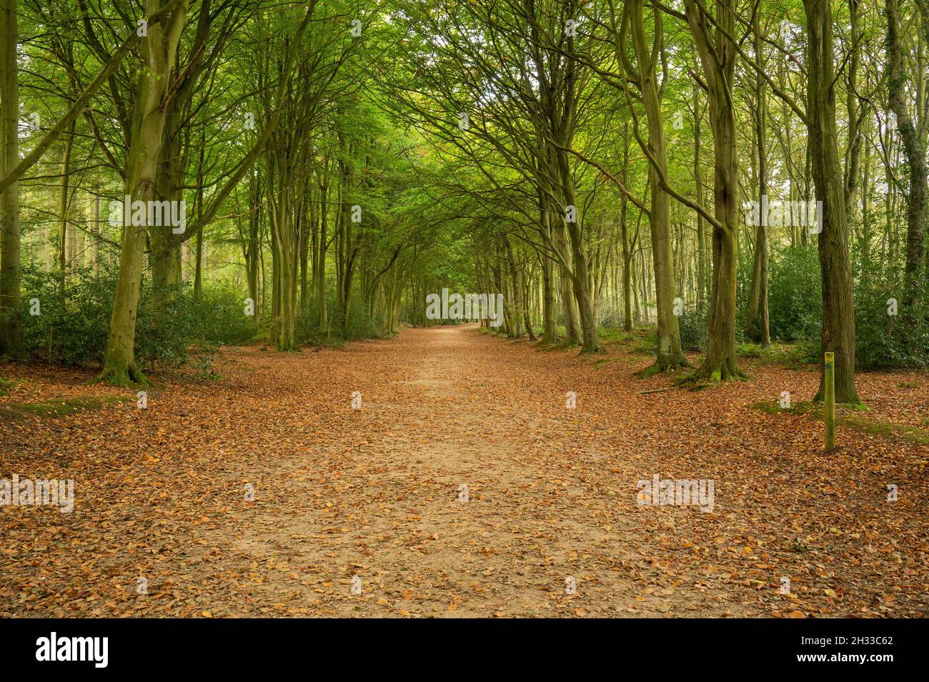 Wide pathway through some woods in Autumn with brown leaves on the ...