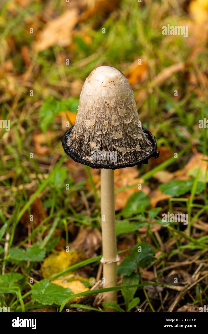 Elliptical spores hi-res stock photography and images - Alamy