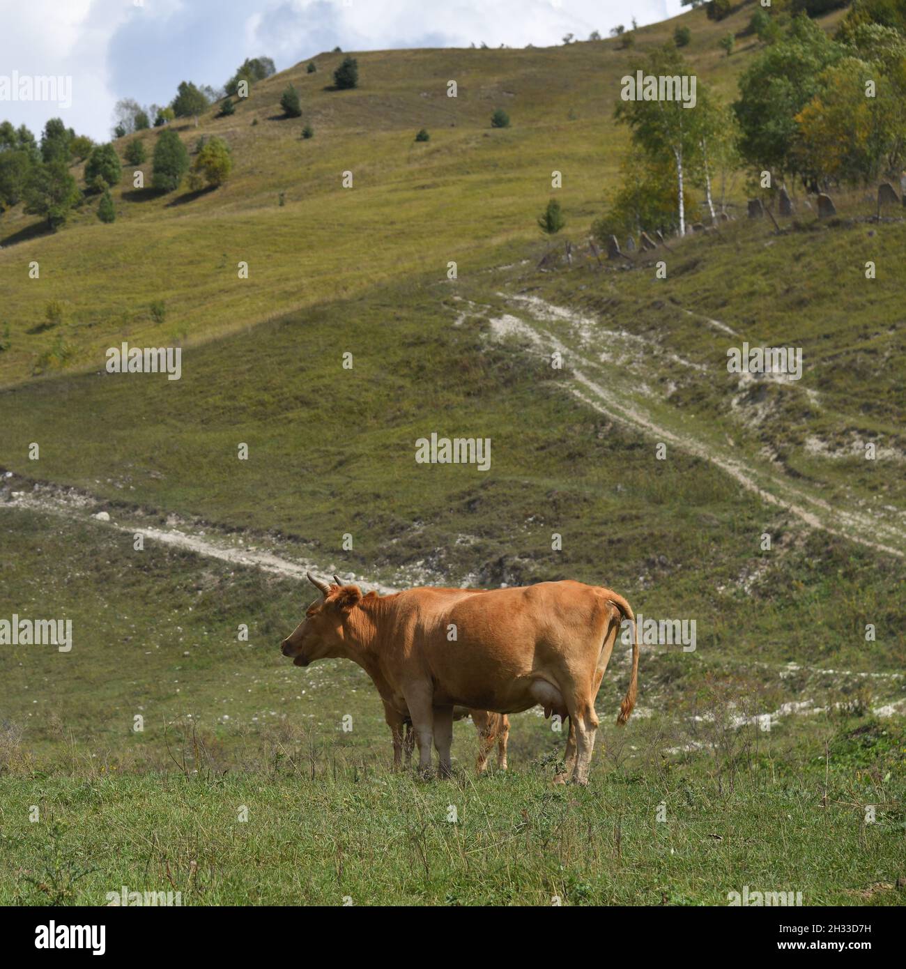 Cows grazing grass on green farmland field of an alpine meadows in ...