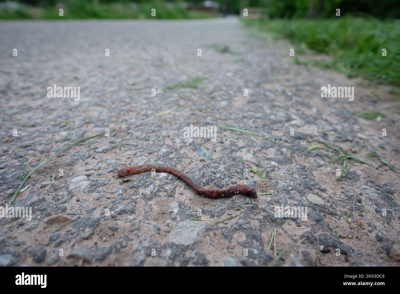 Dead earthworm hi-res stock photography and images - Alamy