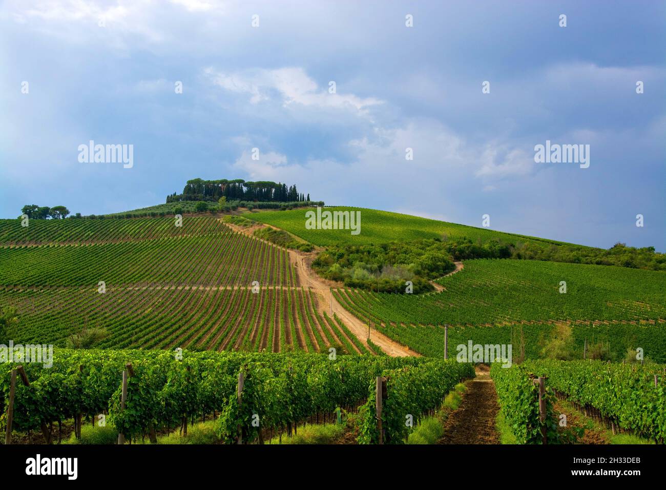 Baum toskana hi-res stock photography and images - Alamy