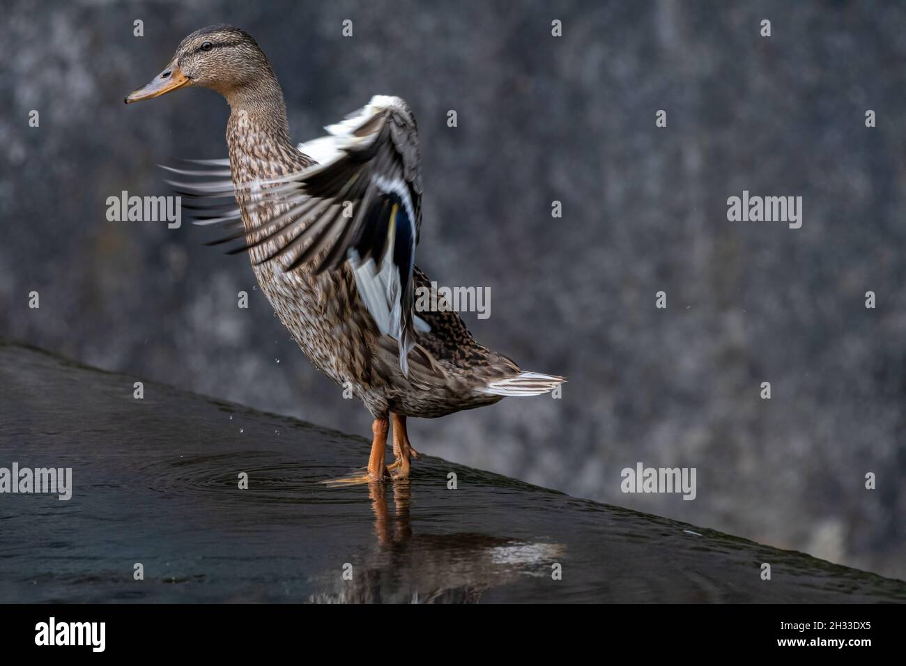 Dabbling Duck High Resolution Stock Photography and Images - Alamy