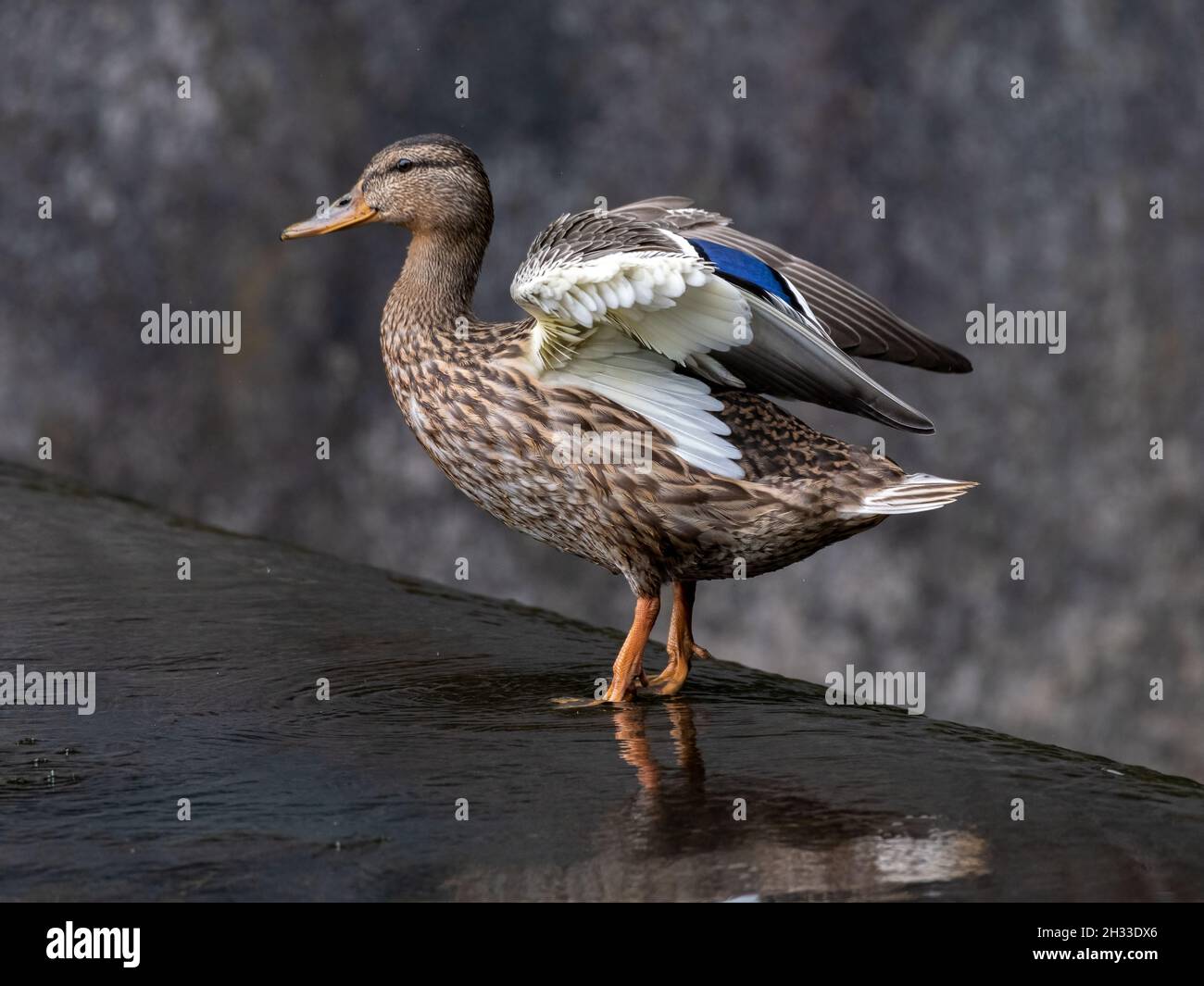 Dabbling duck hi-res stock photography and images - Alamy