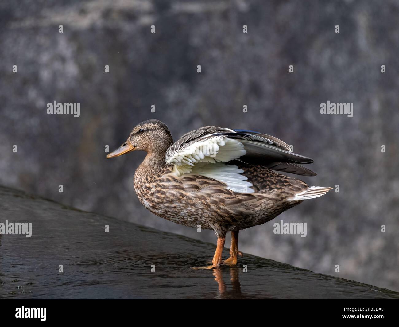 Dabbling Duck High Resolution Stock Photography and Images - Alamy