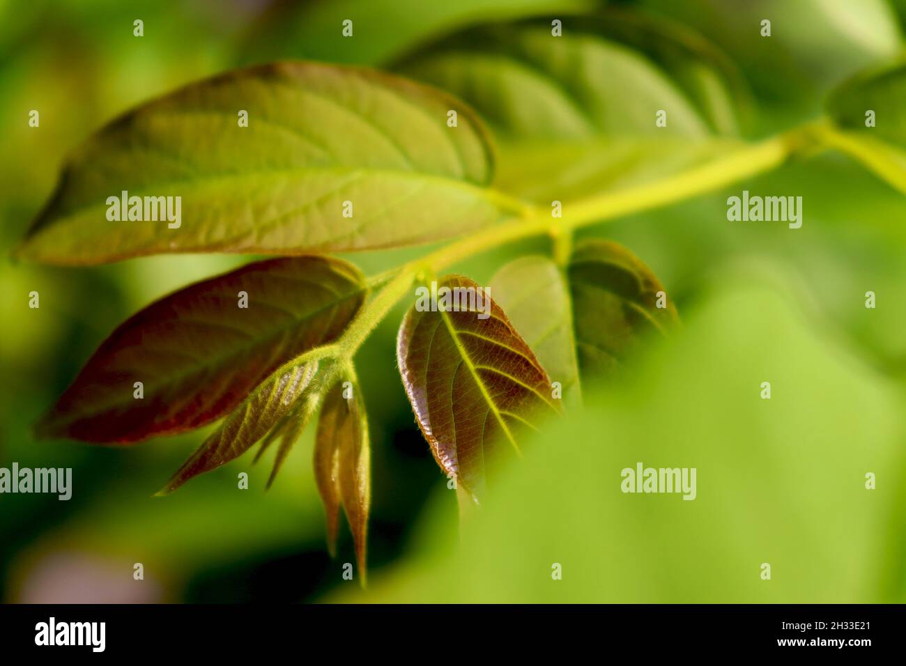 Combretum hi-res stock photography and images - Alamy