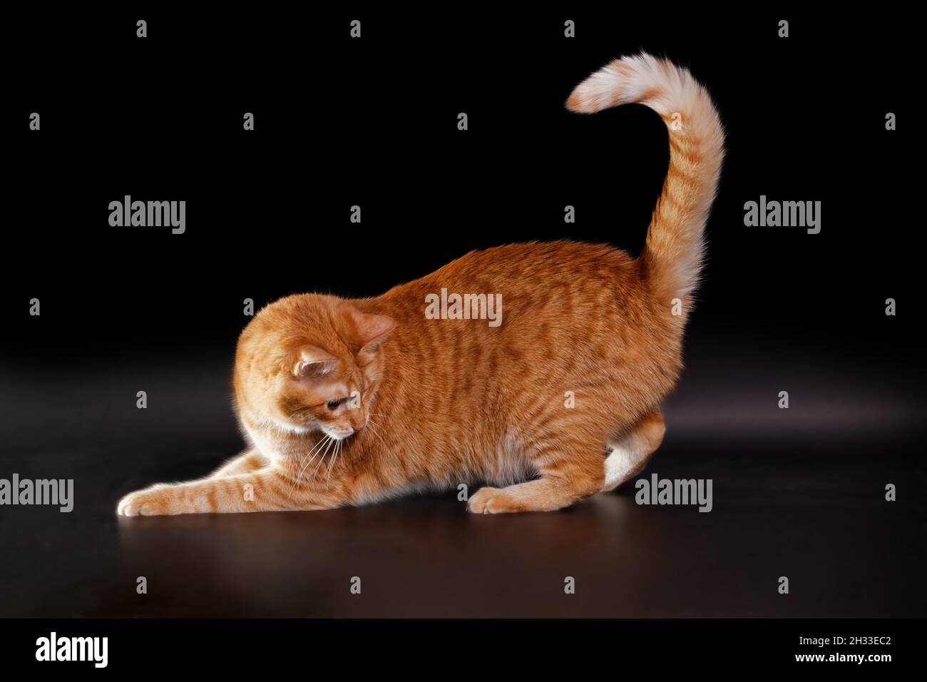 Playing ginger cat on black background Stock Photo - Alamy