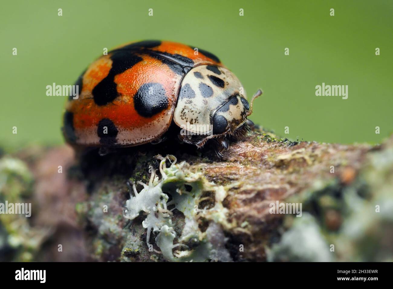 10-spot Ladybird (Adalia decempunctata) crawling on twig. Tipperary ...
