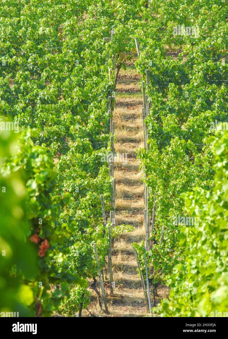 path between horizontal grape vine rows Stock Photo - Alamy