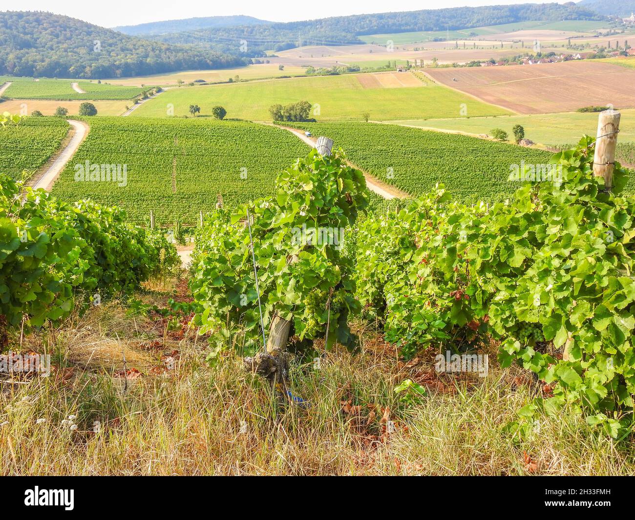 vine rows in the green vineyards on the hills Stock Photo - Alamy