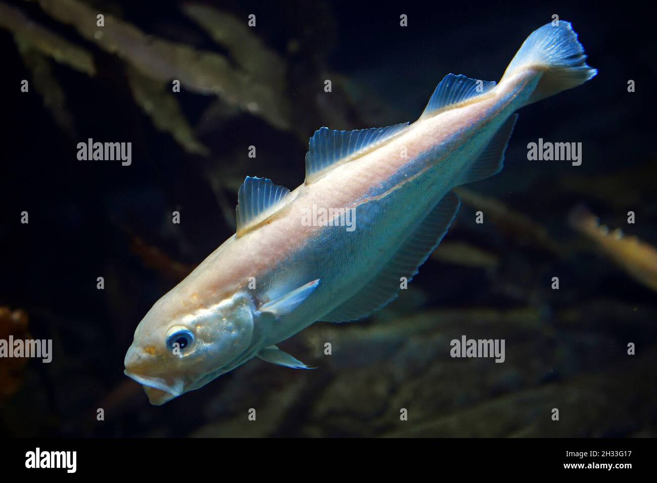 Kohlfisch hi-res stock photography and images - Alamy
