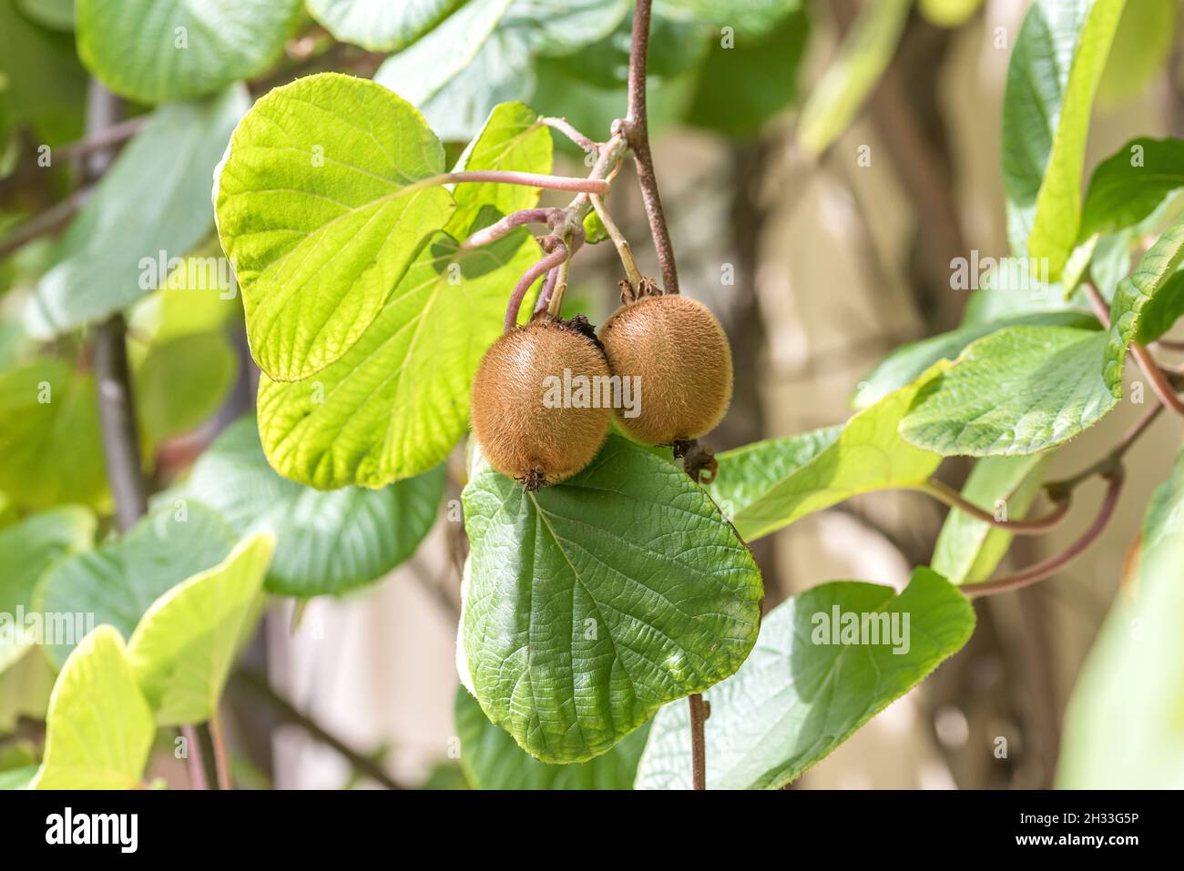 Actinidia jenny hi-res stock photography and images - Alamy