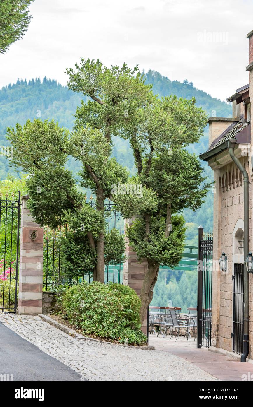 Europaischer buchsbaum hi-res stock photography and images - Alamy