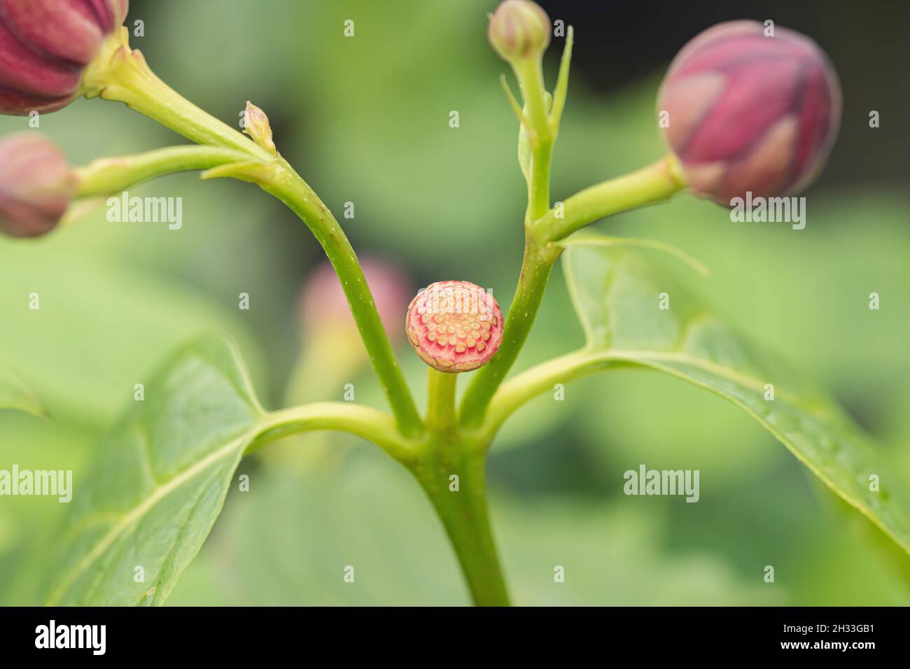 Gewürzstrauch (Calycanthus 'Aphrodite' Stock Photo - Alamy