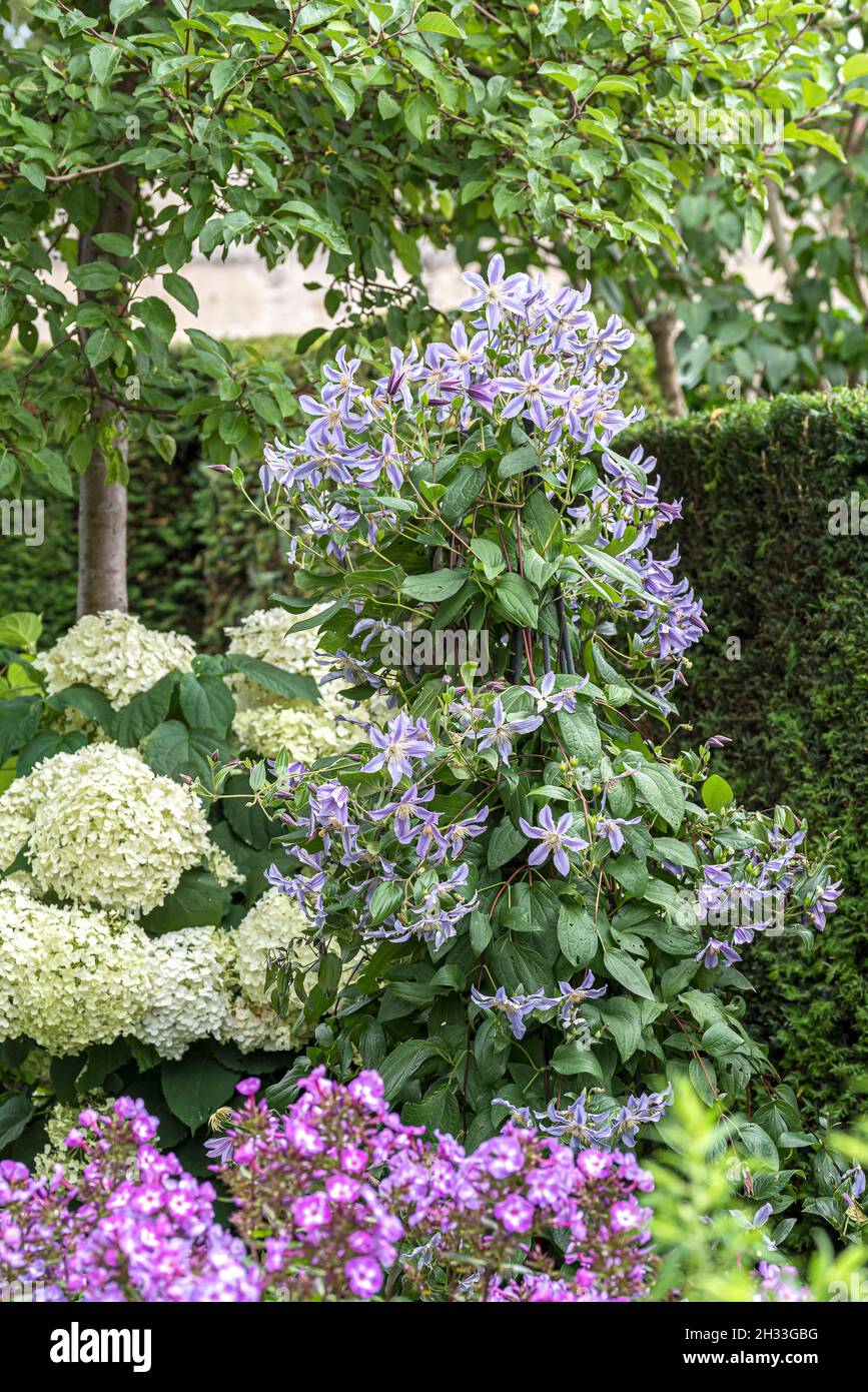 Clematis star river hi-res stock photography and images - Alamy