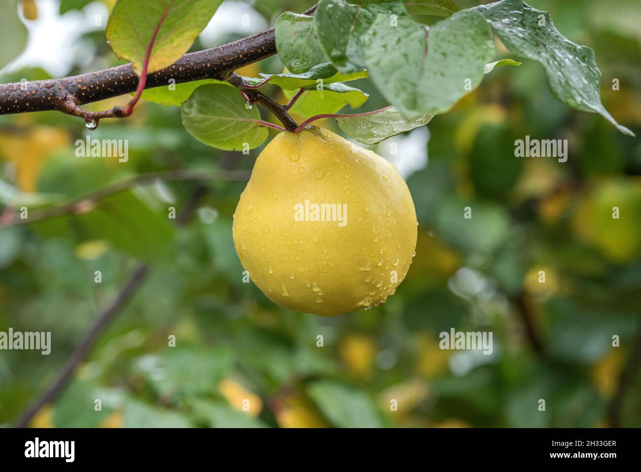Apfelquitte hi-res stock photography and images - Alamy