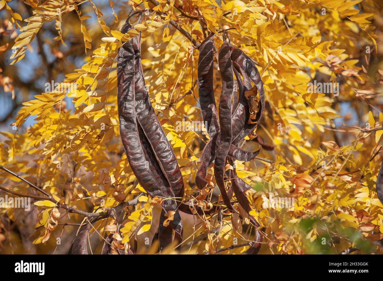 Amerikanischer Lederhülsenbaum (Gleditsia triacanthos Stock Photo - Alamy