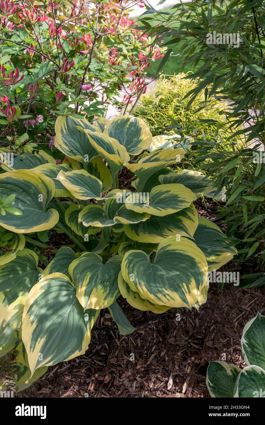 Hosta liberty hi-res stock photography and images - Alamy