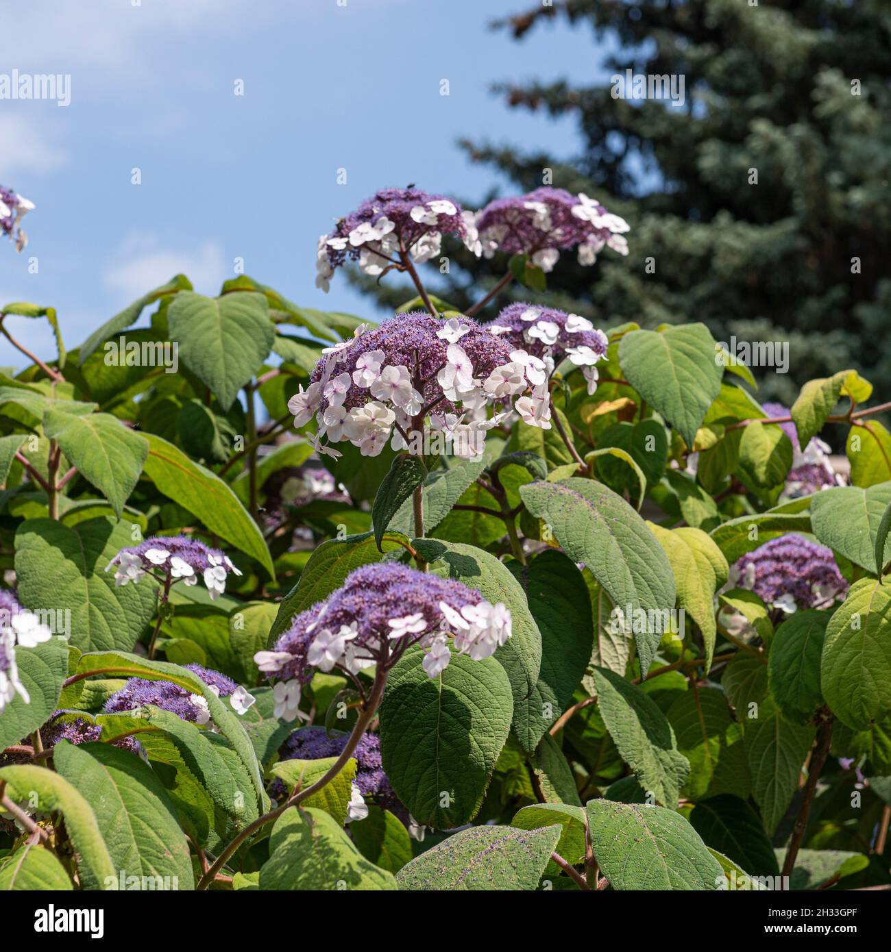 Samt-Hortensie (Hydrangea aspera 'Macrophylla' Stock Photo - Alamy