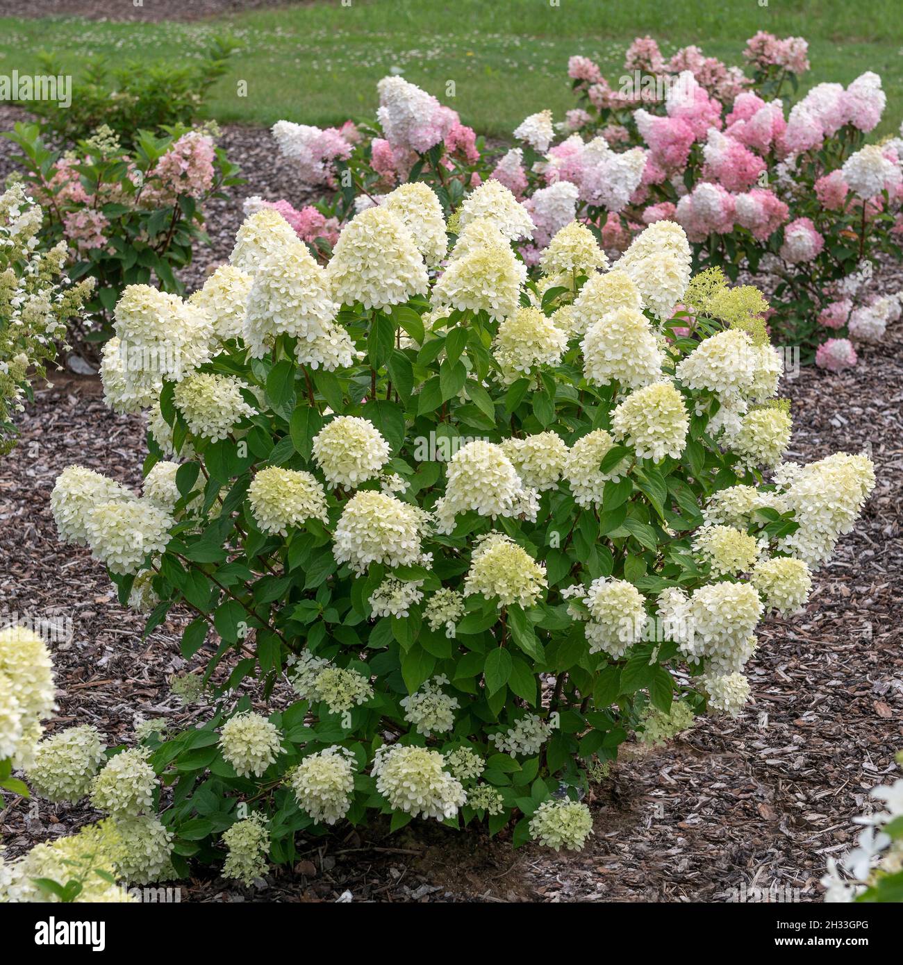 Rispen-Hortensie (Hydrangea paniculata 'Limelight' Stock Photo - Alamy