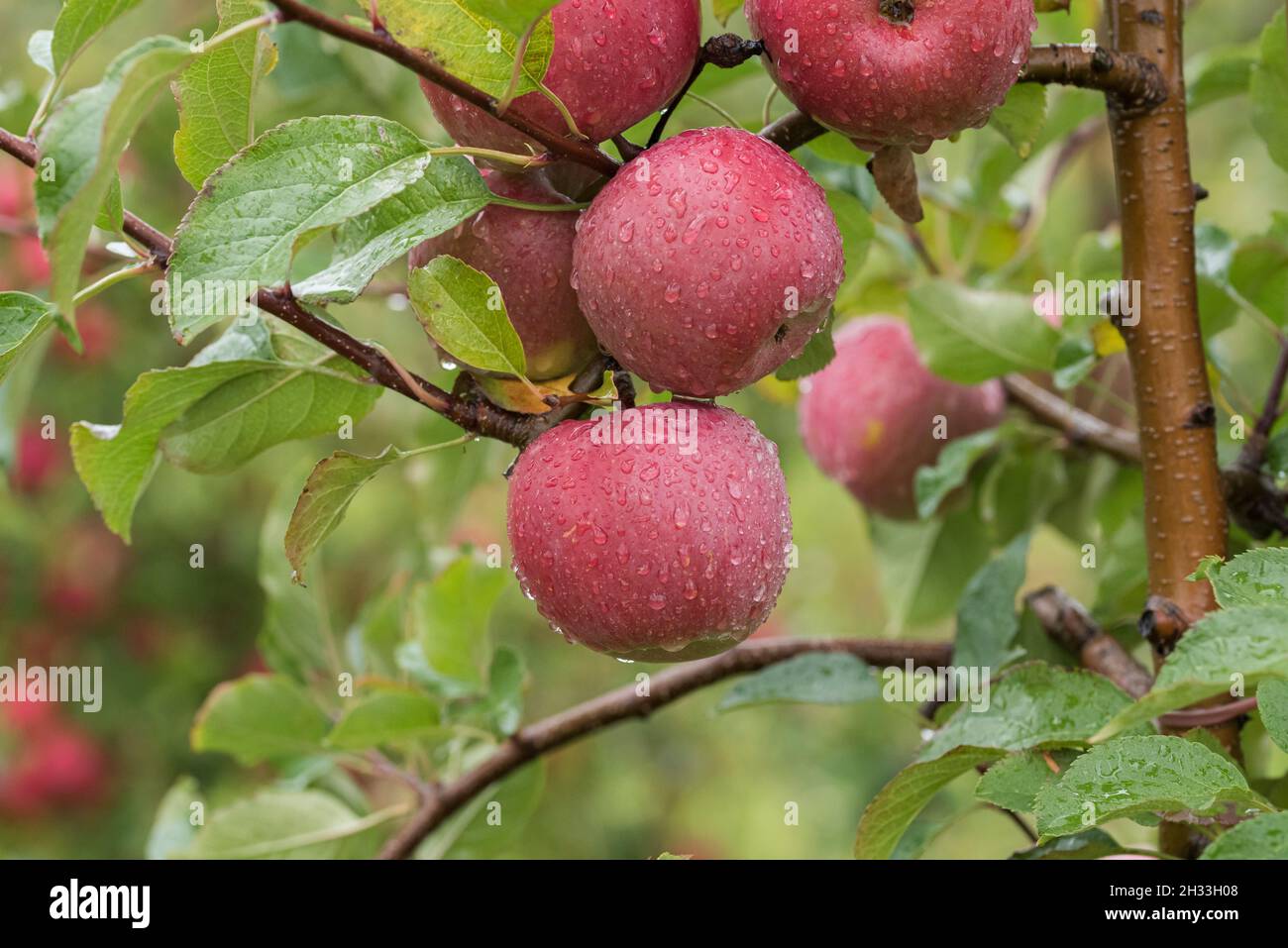 Apfel fuji hi-res stock photography and images - Alamy