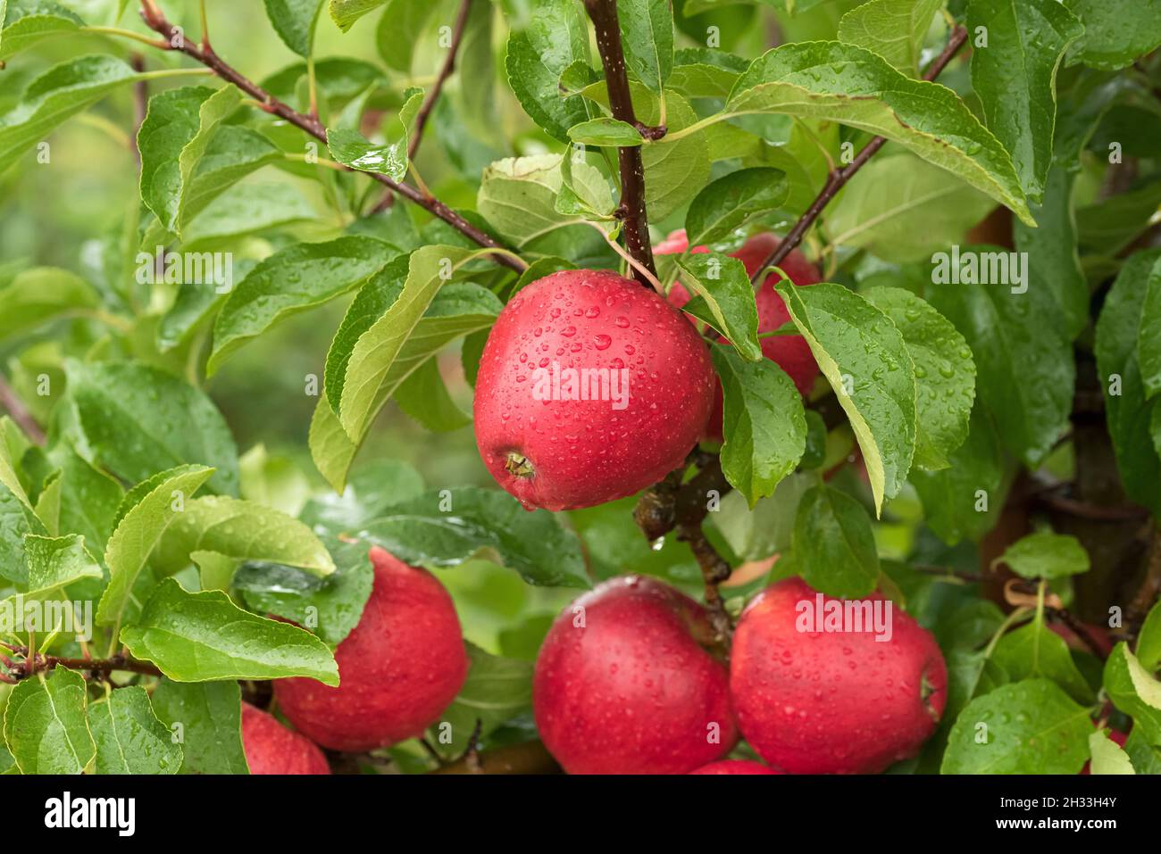 Apfel (Malus domestica 'Pinova' Stock Photo - Alamy