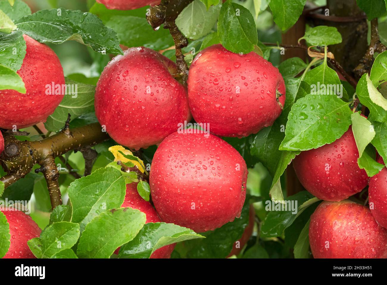 Apfel pinova hi-res stock photography and images - Alamy
