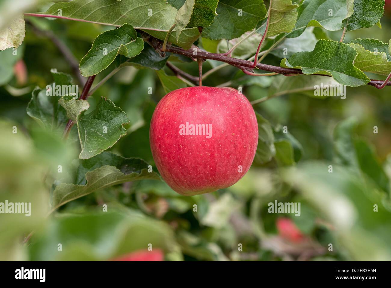 Apfel (Malus domestica 'Renora' Stock Photo - Alamy