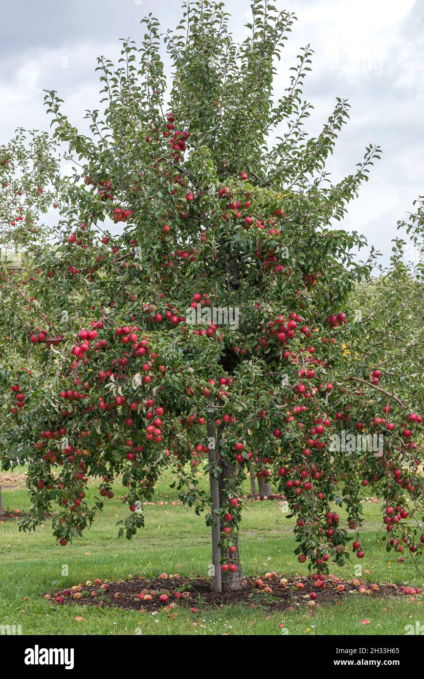 Rewena hi-res stock photography and images - Alamy