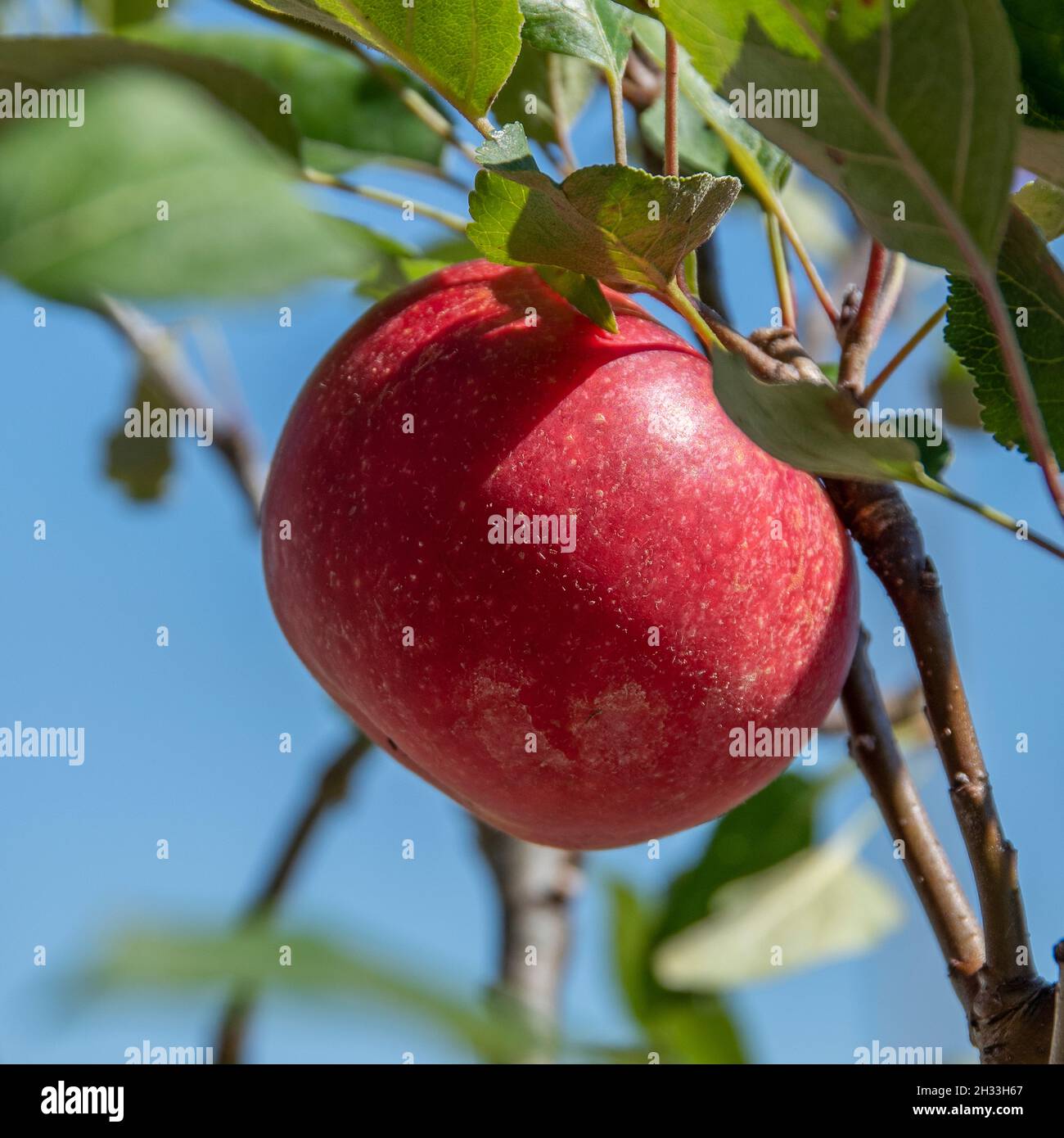 Rotfleischiger Apfel (Malus domestica 'Rosette' Stock Photo - Alamy