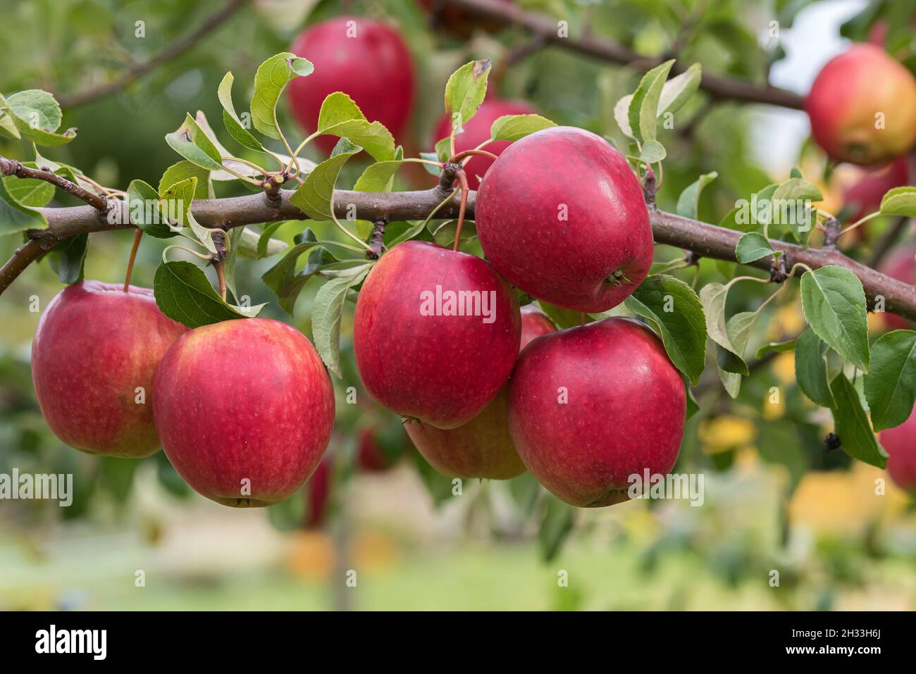 Malus sylvestris domestica hi-res stock photography and images - Alamy