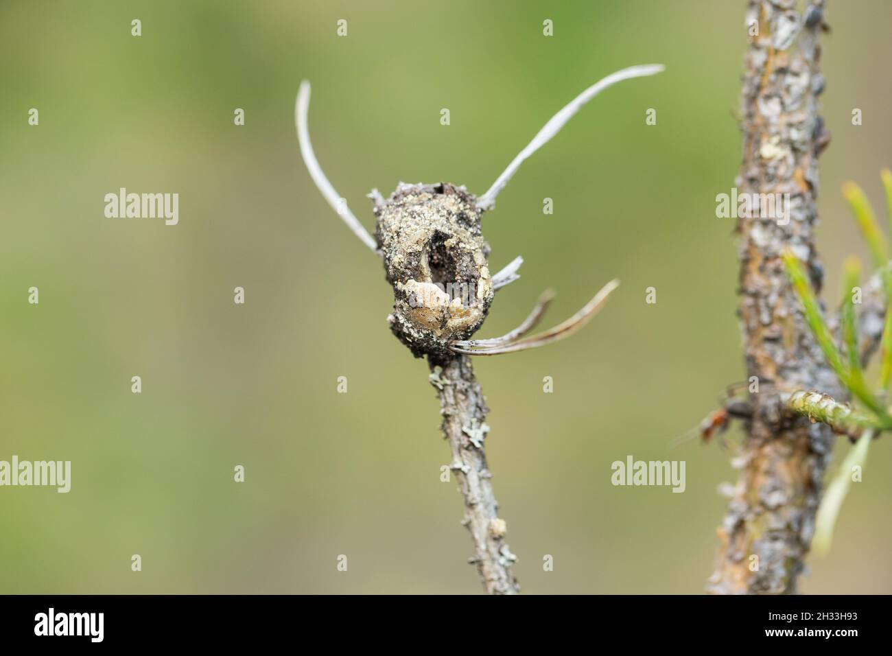 Pine resin gall moth larva (Retinia resinella Stock Photo - Alamy