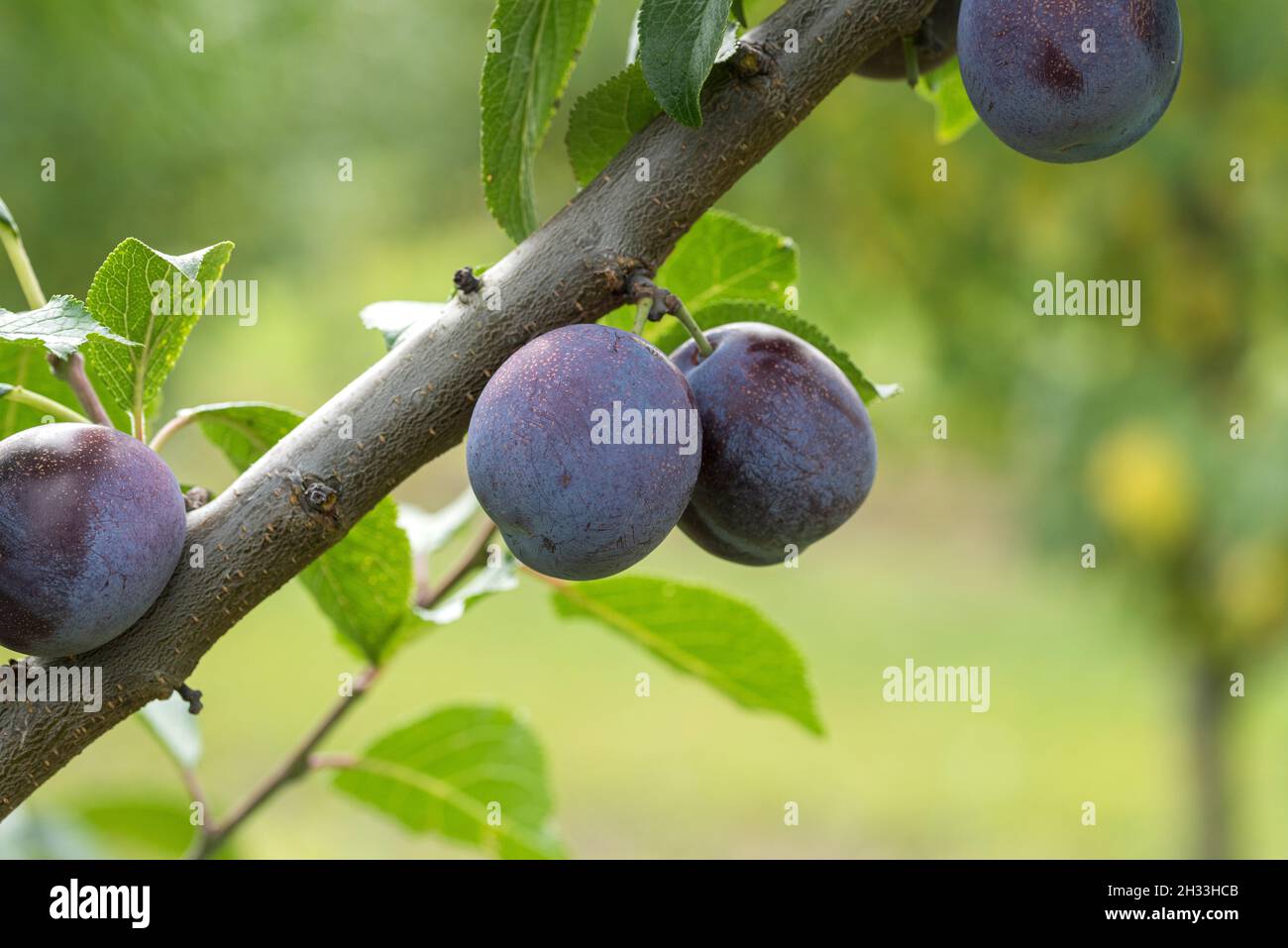 Anna spath hi-res stock photography and images - Alamy