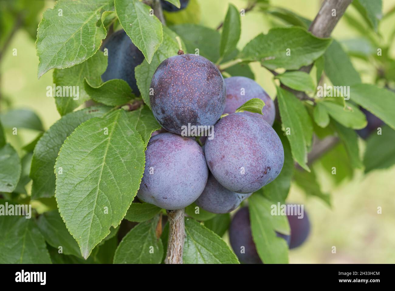 Anna spath hi-res stock photography and images - Alamy
