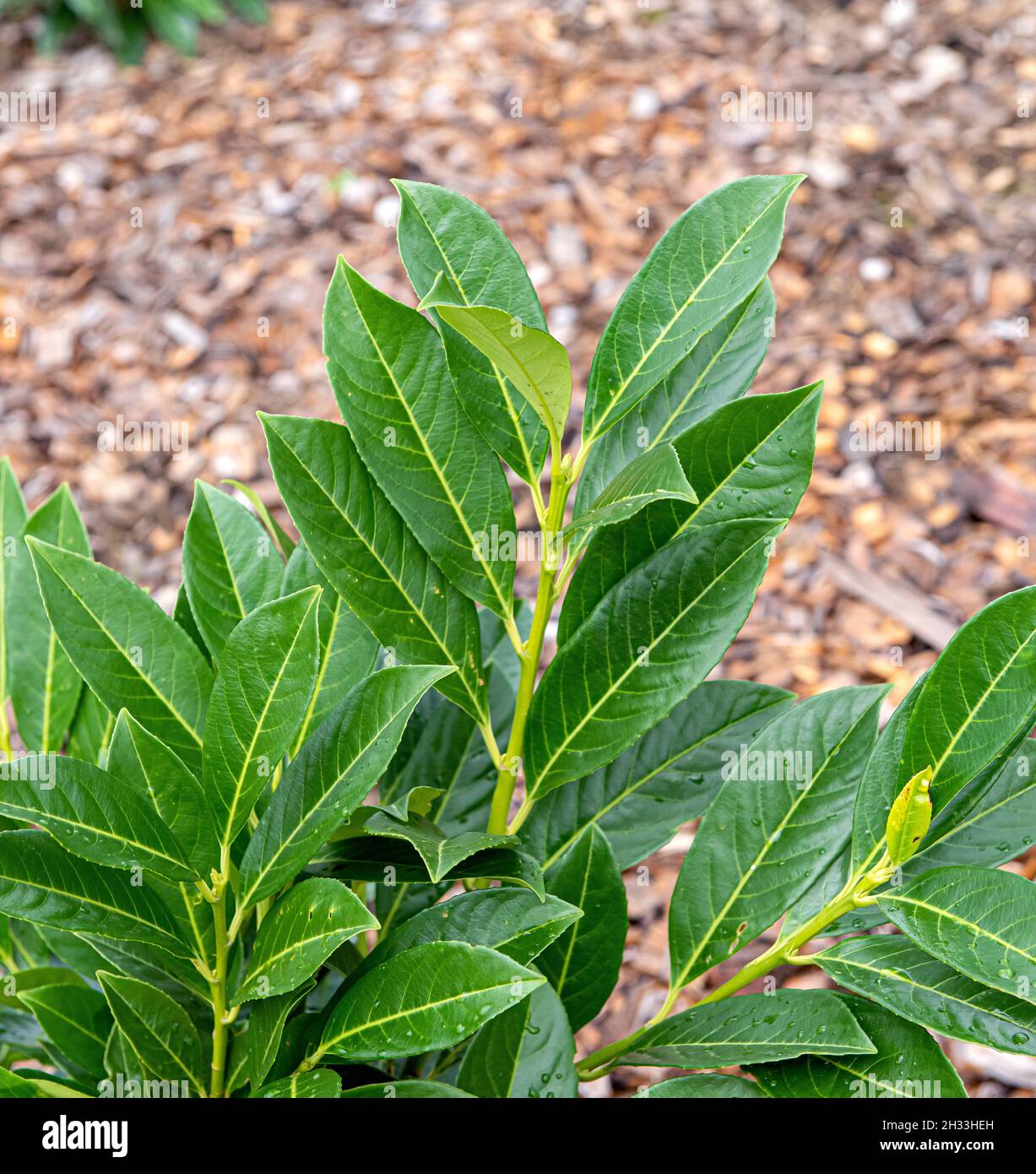 Lorbeer-Kirsche (Prunus laurocerasus 'Greenpeace' Stock Photo - Alamy