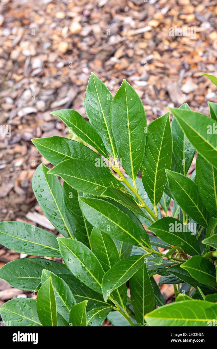 Lorbeer-Kirsche (Prunus laurocerasus 'Greenpeace' Stock Photo - Alamy