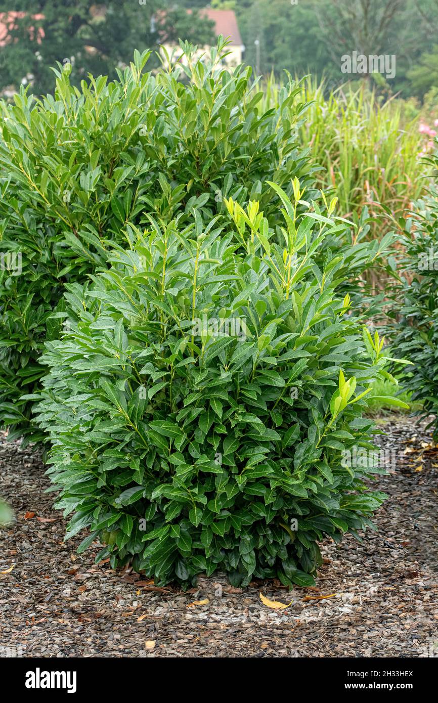 Lorbeer-Kirsche (Prunus laurocerasus 'Greenpeace' Stock Photo - Alamy