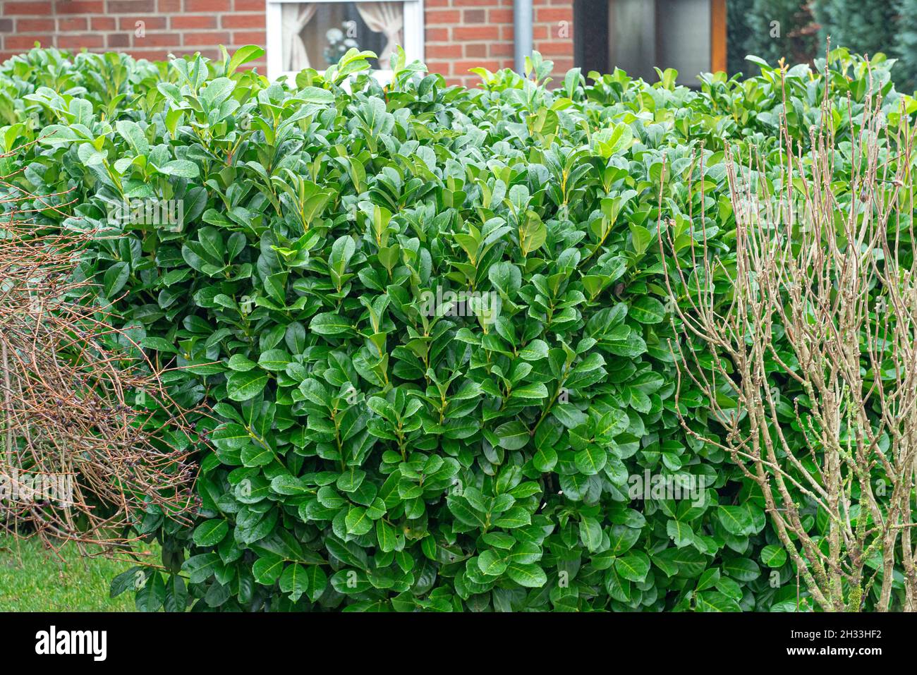 Lorbeer-Kirsche (Prunus laurocerasus ETNA Stock Photo - Alamy