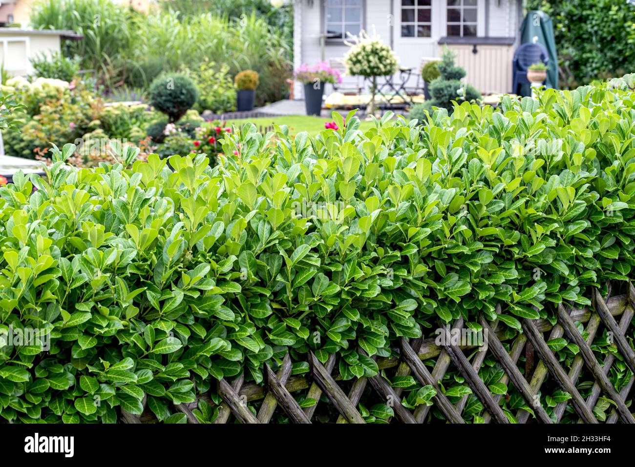 Lorbeer-Kirsche (Prunus laurocerasus 'Rotundifolia' Stock Photo - Alamy
