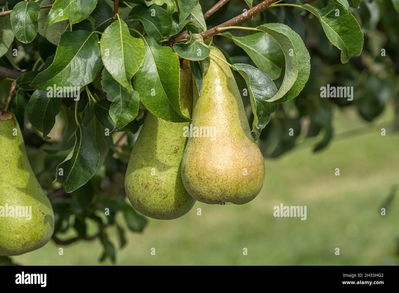 Pyrus concorde hi-res stock photography and images - Alamy