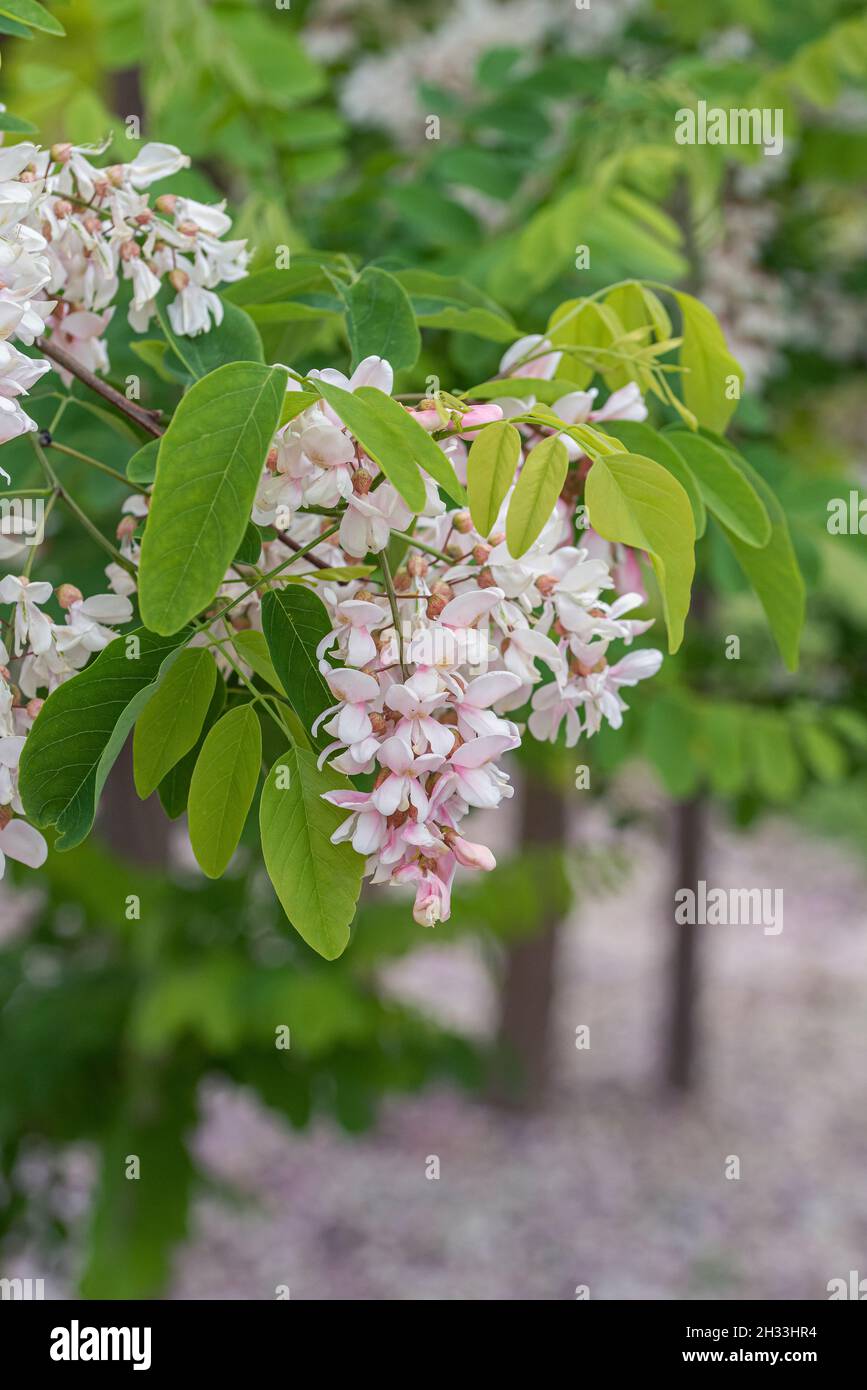 Robinie (Robinia pseudoacacia 'Unifoliola' Stock Photo - Alamy