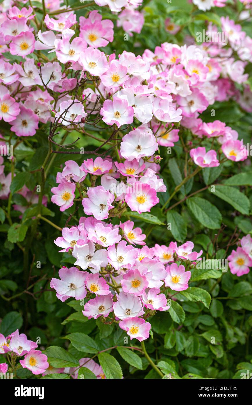 Strauch-Rose (Rosa 'Ballerina' Stock Photo - Alamy