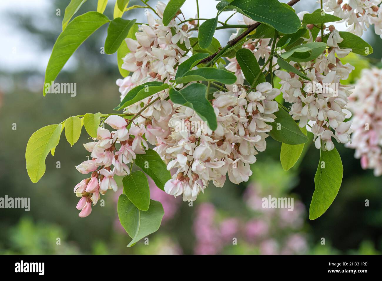 Robinie (Robinia pseudoacacia 'Unifoliola' Stock Photo - Alamy