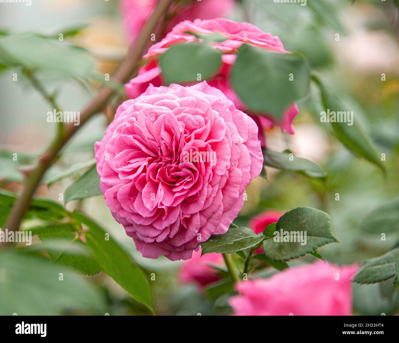 Baronesse hi-res stock photography and images - Alamy