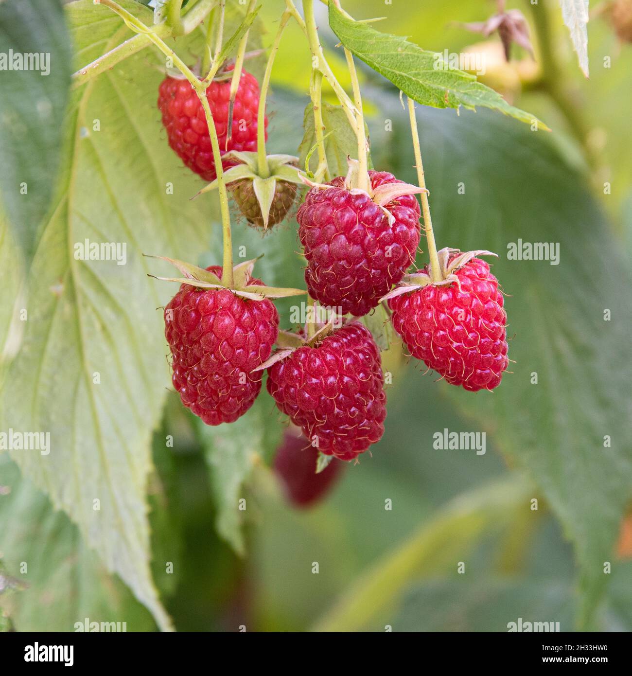 Himbeere (Rubus idaeus 'Polka' Stock Photo - Alamy
