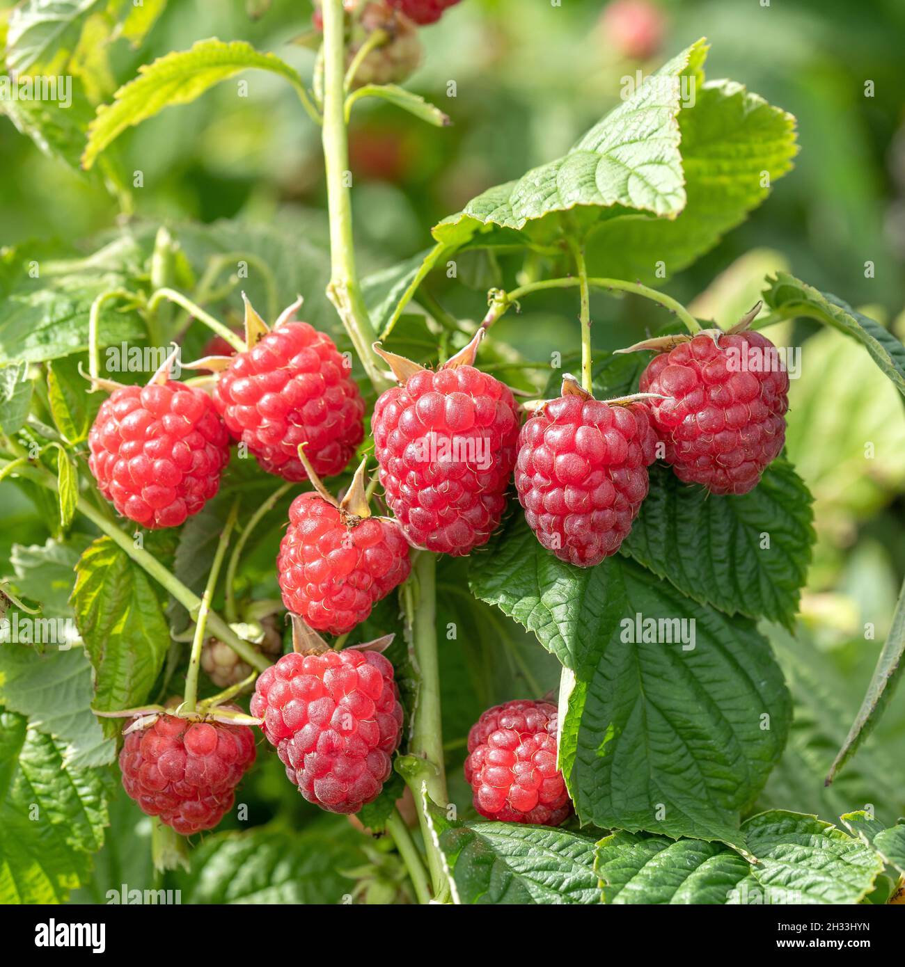 Little sweet sister hi-res stock photography and images - Alamy