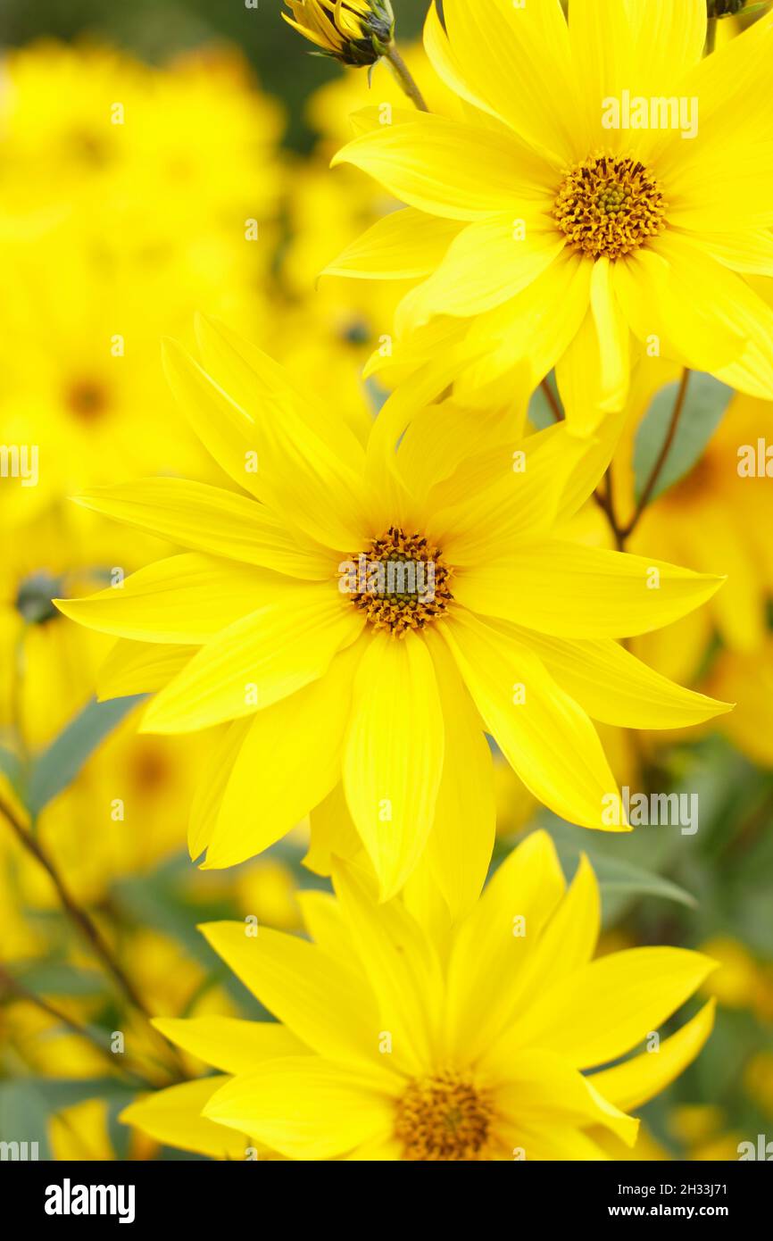 Perennial sunflower, Helianthus 'Miss Mellish' displaying ...