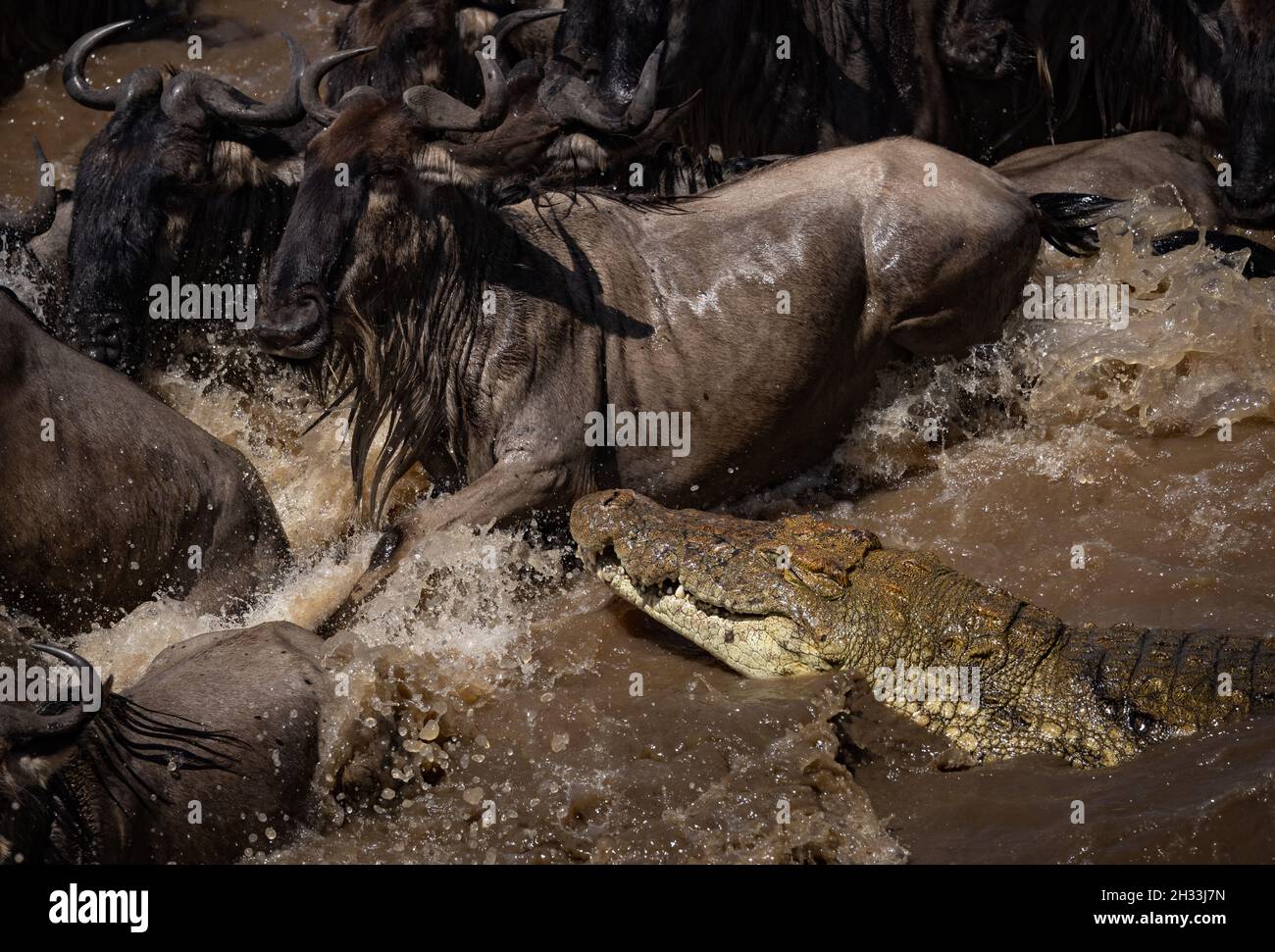 Wildebeest Crossing the Crocodile Infested Mara River in Africa During ...