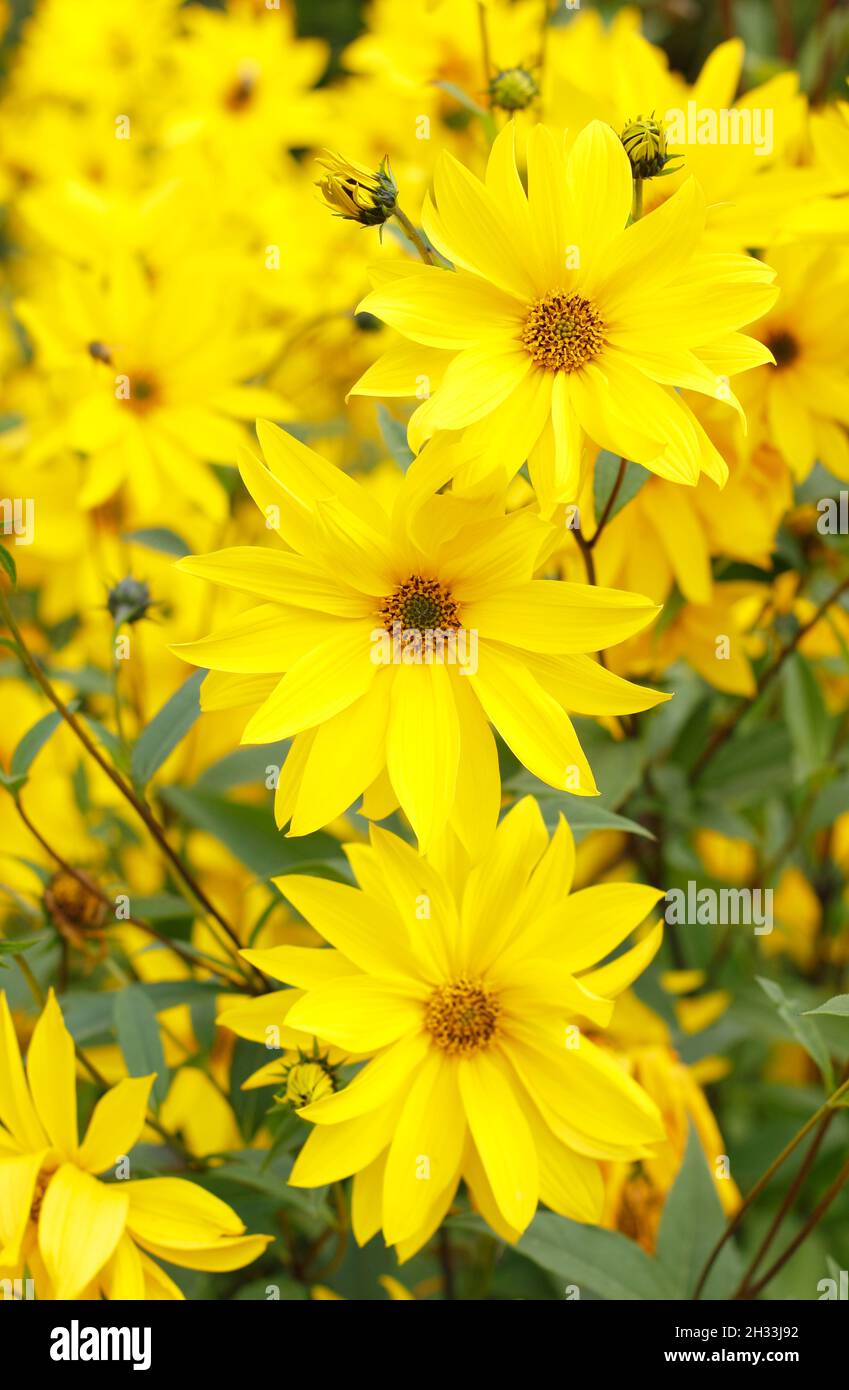 Perennial sunflower, Helianthus 'Miss Mellish' displaying ...