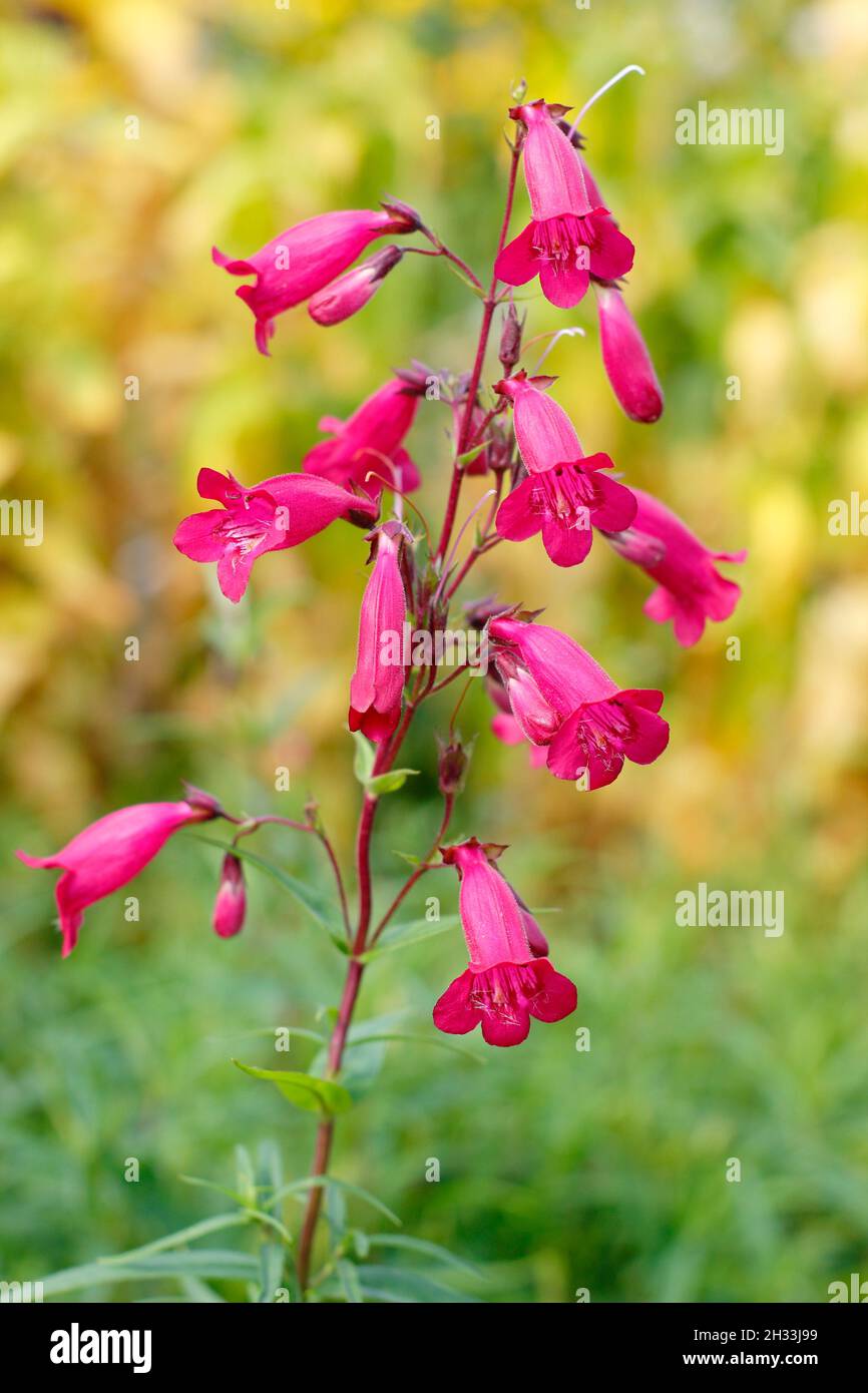 Penstemon ‘raven’ beard tongue hi-res stock photography and images - Alamy