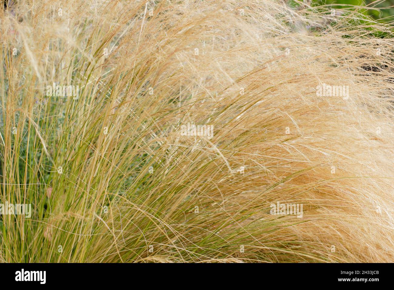 Mexican Feather Grass Png